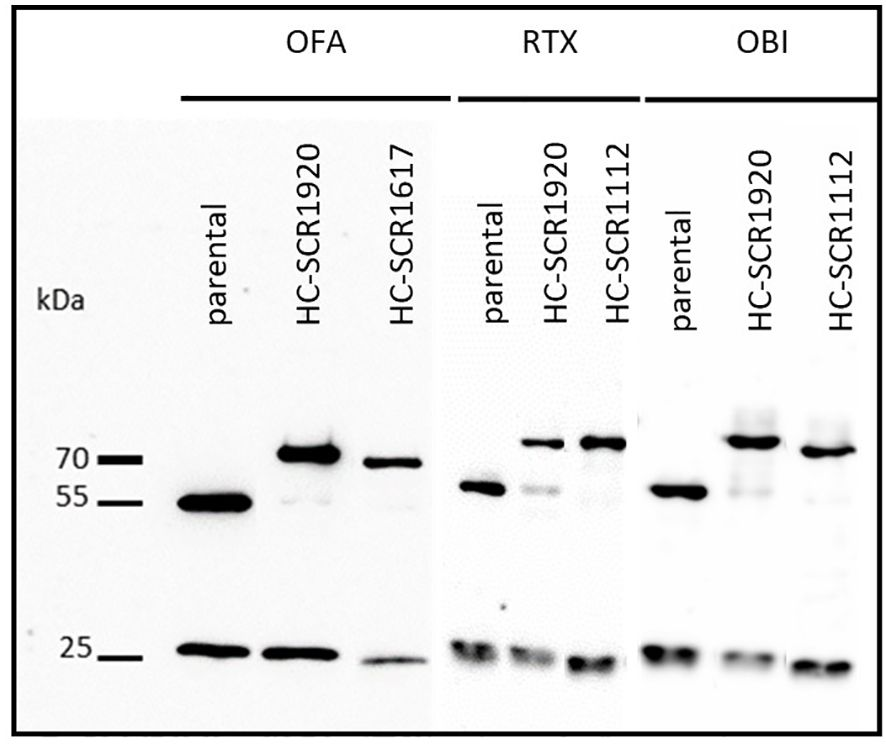 Frontiers | Enhancement of complement-dependent cytotoxicity by linking ...