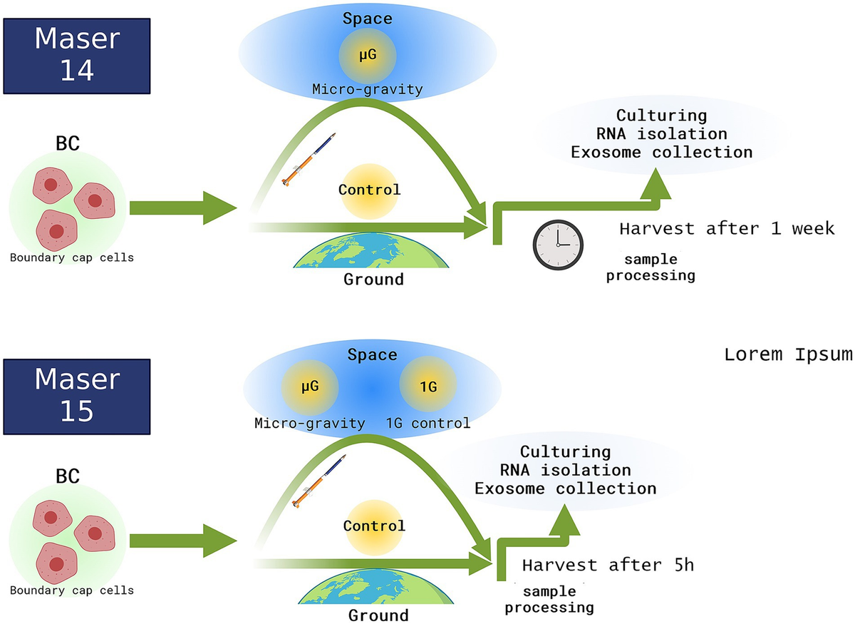 Frontiers | Effects of microgravity on neural crest stem cells