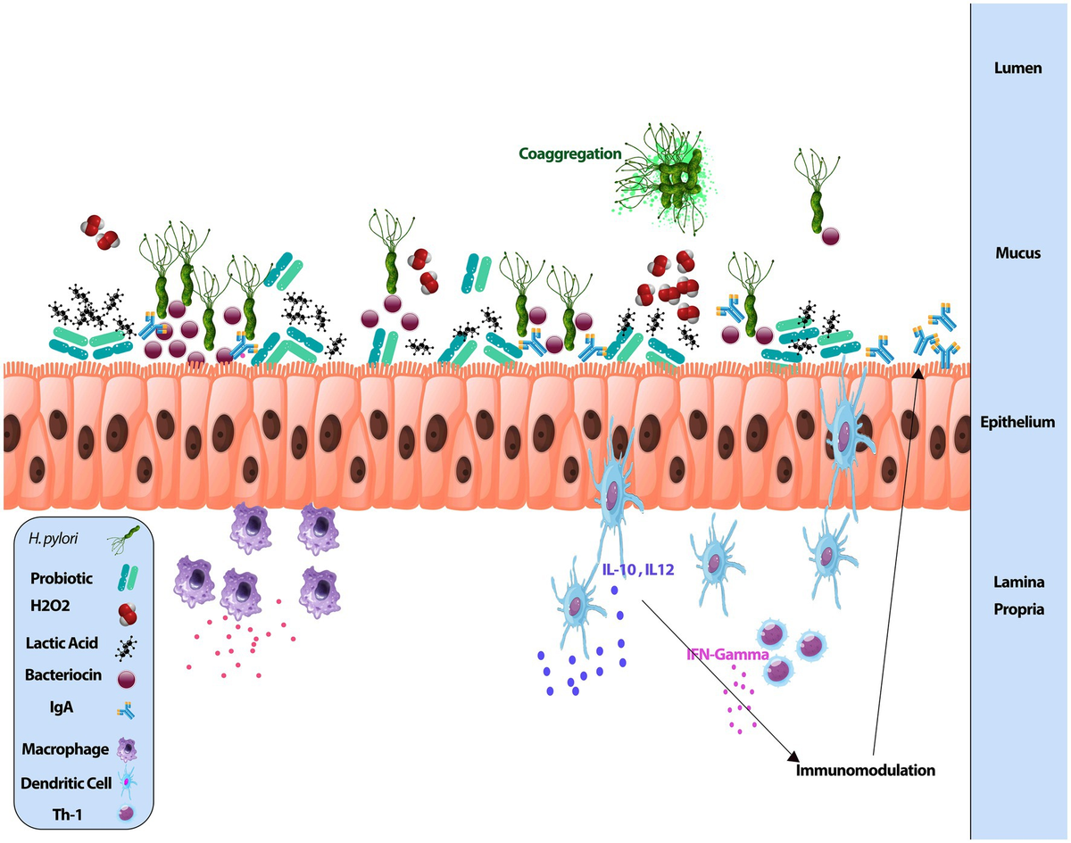 Frontiers A Review For Non Antibiotic Treatment Of Helicobacter