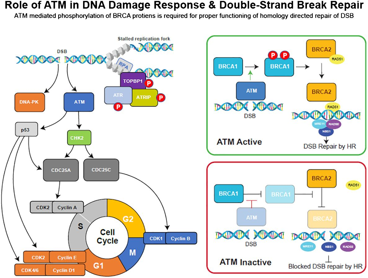 Frontiers | PARP inhibitor synthetic lethality in ATM biallelic mutant ...