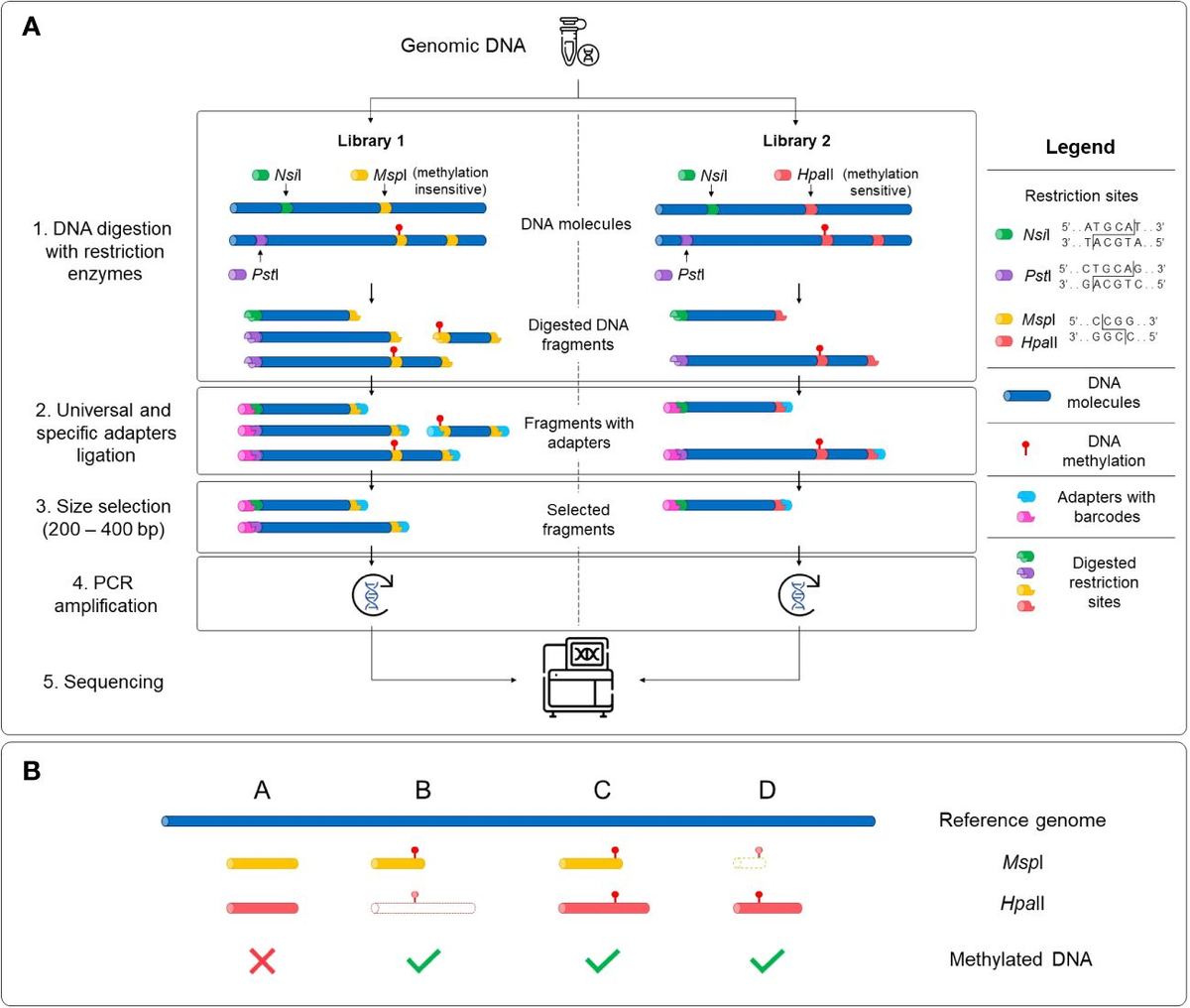 Frontiers | Comparative restriction enzyme analysis of methylation ...