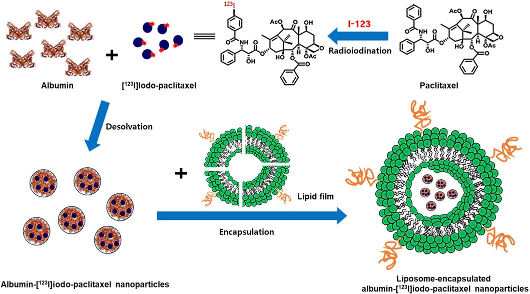Frontiers | Pharmacokinetic evaluation of paclitaxel, albumin-binding ...