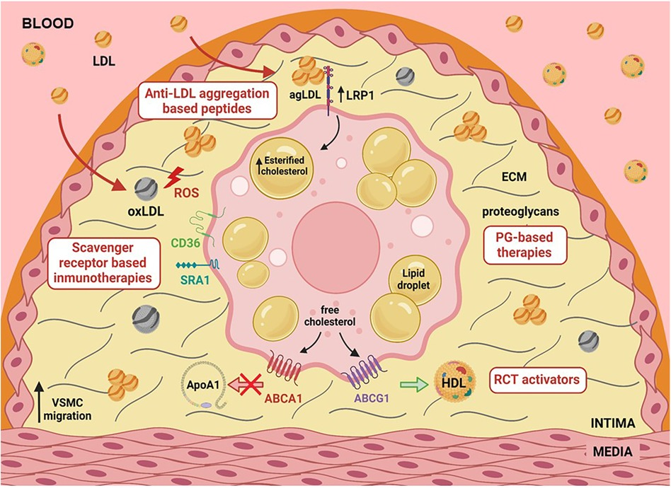 Frontiers | Mechanisms modulating foam cell formation in the arterial intima: exploring new ...