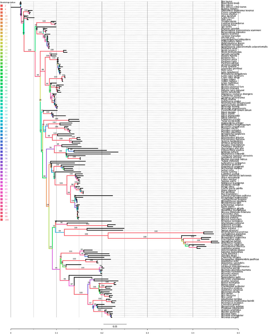 Frontiers | The evolution of mammalian Rem2: unraveling the impact of purifying selection and ...