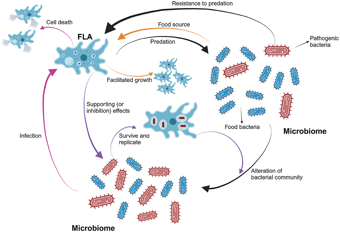 Frontiers | Social life of free-living amoebae in aquatic environment ...