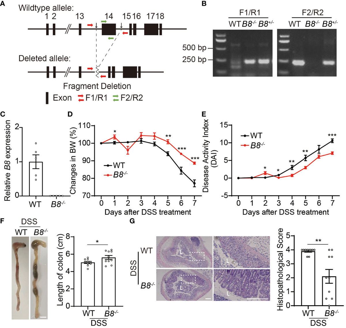 Frontiers | Btbd8 deficiency reduces susceptibility to colitis by ...