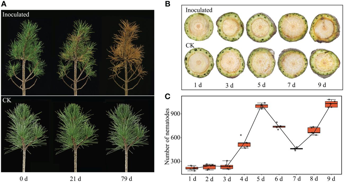 Frontiers | Response analysis of Pinus sibirica to pine wood nematode ...