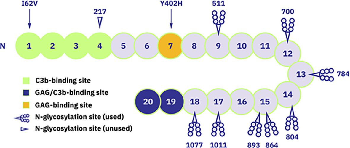 Frontiers | Moss-produced human complement factor H with modified ...