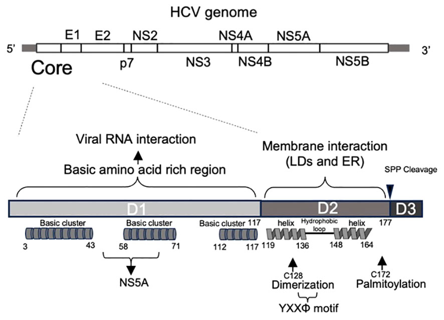 Frontiers | The roles of HCV core protein and its binding host factor ...