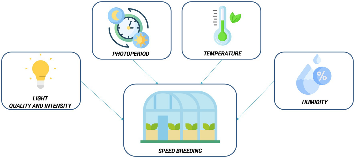 Frontiers | Genomics-assisted speed breeding for crop improvement ...