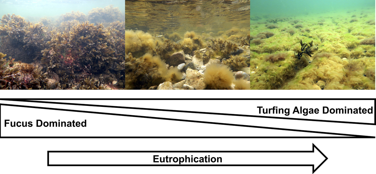 Frontiers | Shifts in macroalgae composition alters carbon flow in ...