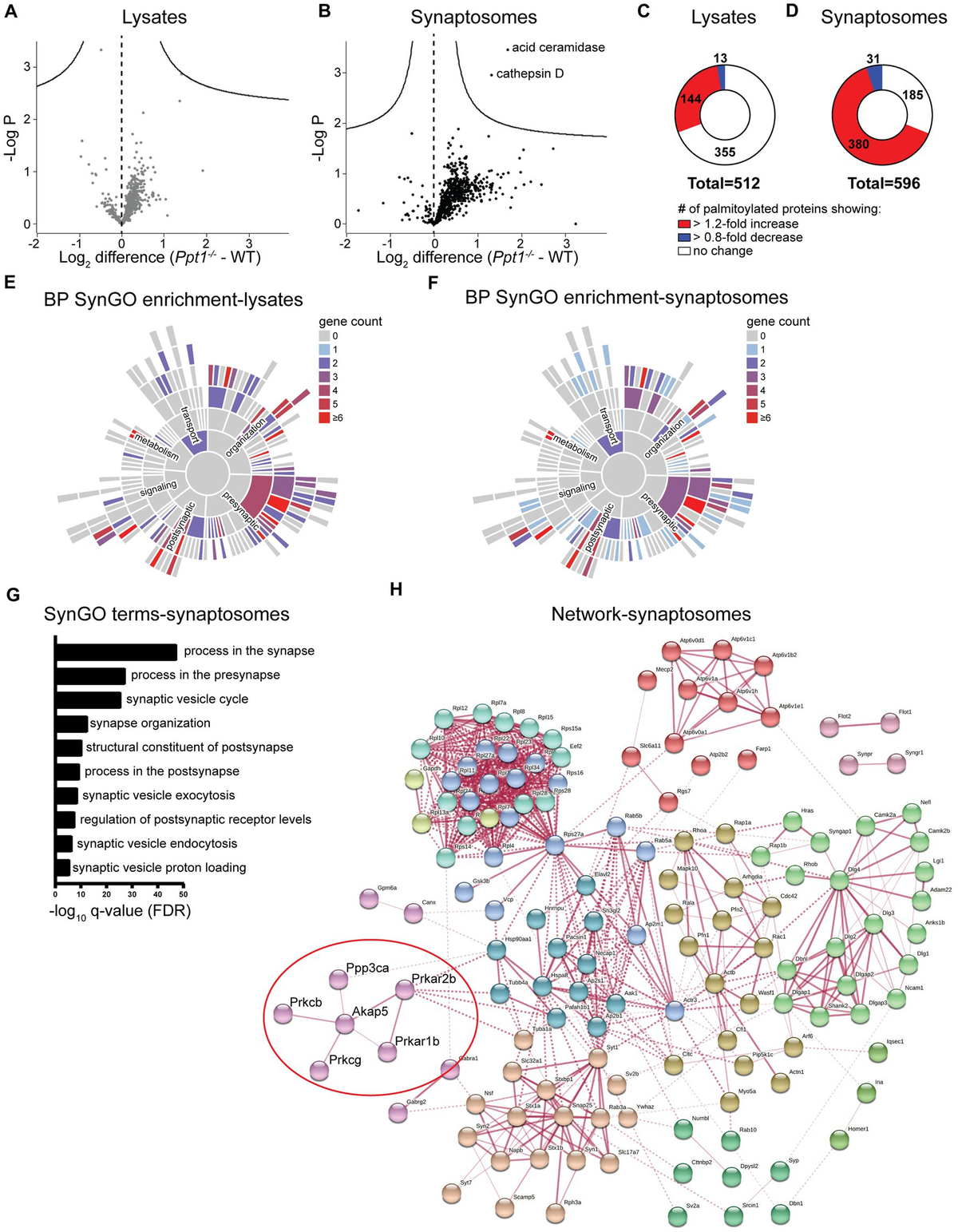 Frontiers | Akap5 links synaptic dysfunction to neuroinflammatory signaling in a mouse model of ...