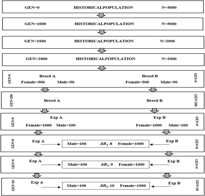 Frontiers | Optimizing purebred selection to improve crossbred performance