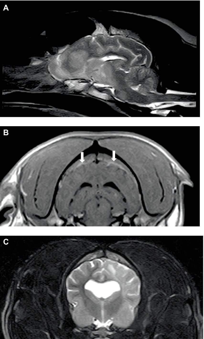 Frontiers | Neurological manifestations in dogs with acute leukemia