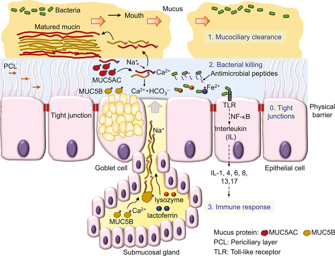 Frontiers | CFTR dysfunction leads to defective bacterial eradication ...