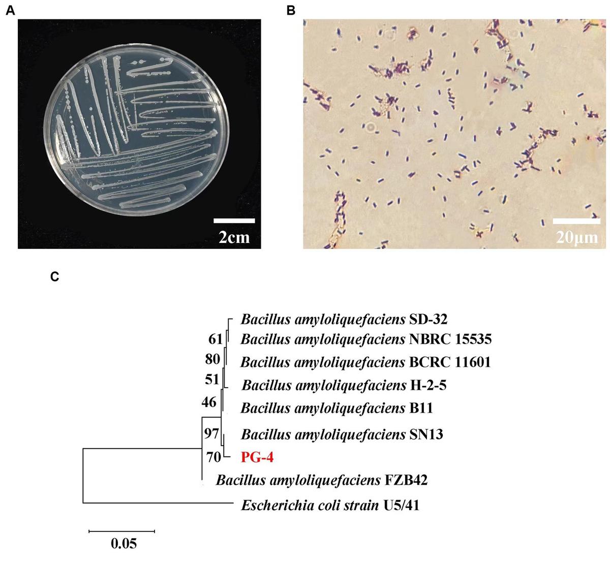 Frontiers | Physio-biochemical and transcriptomic analysis of Bacillus ...