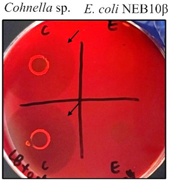 Frontiers | Identification of a novel xanthan-binding module of a multi ...