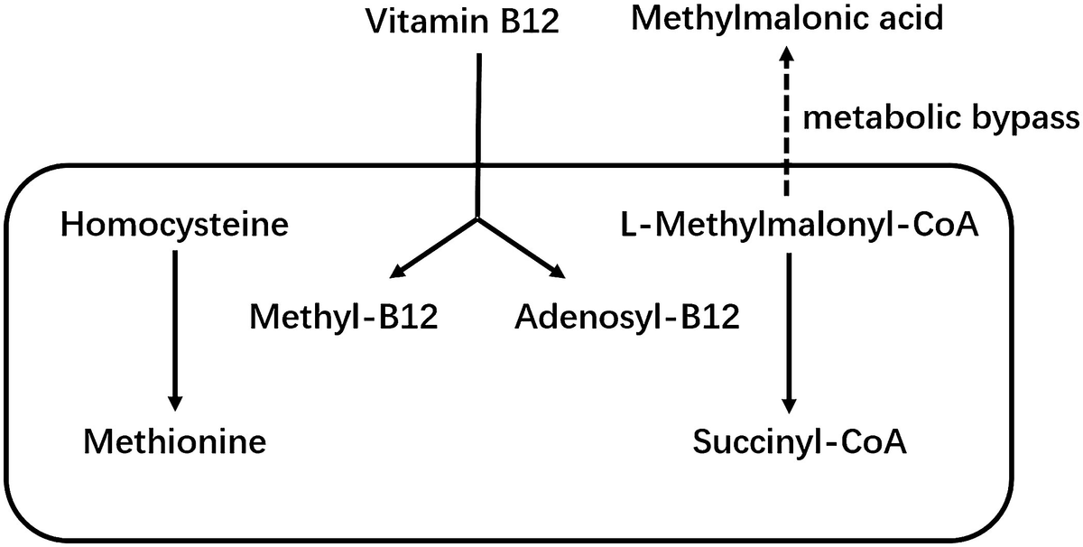 Frontiers | Associations of serum vitamin B12 and its biomarkers with ...