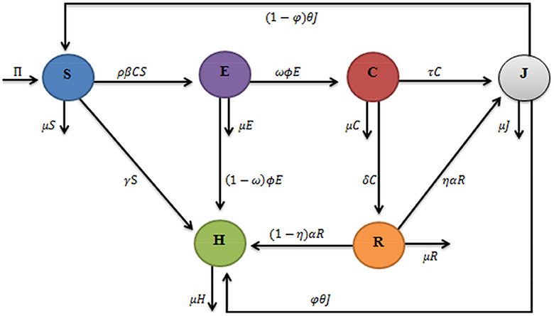 Frontiers | A mathematical analysis of the corruption dynamics model ...
