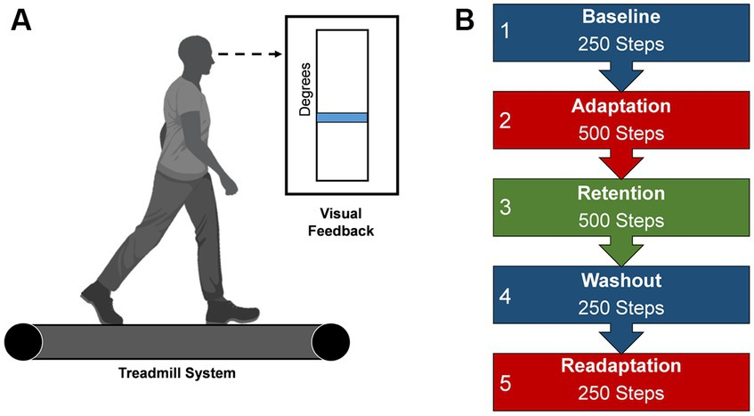 Frontiers | Reinforcement feedback impairs locomotor adaptation and ...