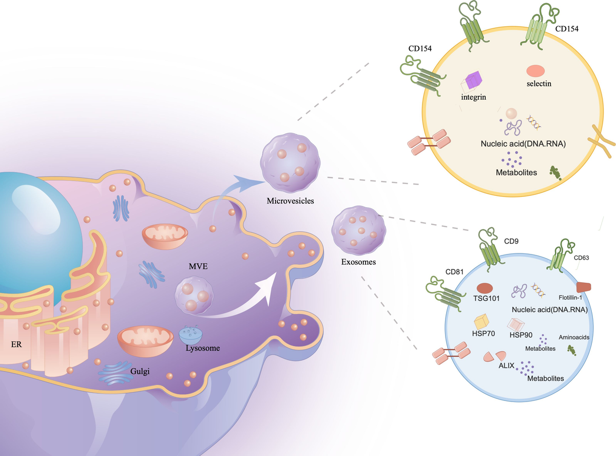 Frontiers | Unveiling the hidden role of extracellular vesicles in ...