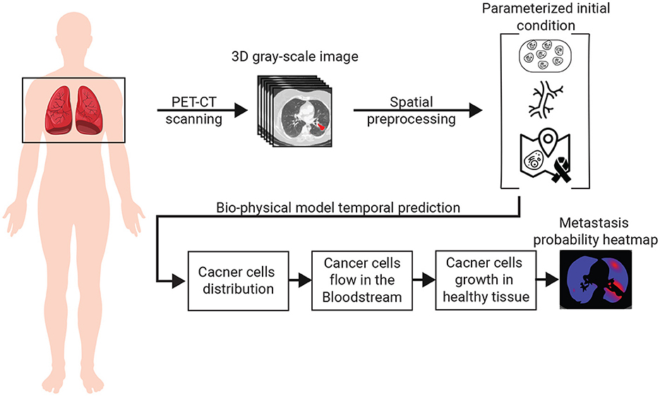 Frontiers | Predicting lung cancer's metastats' locations using bioclinical model