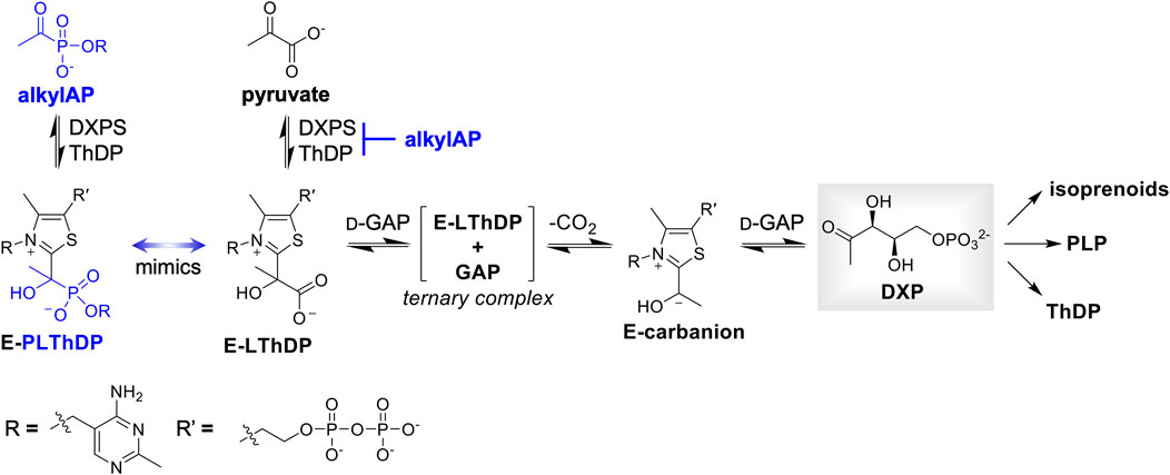 Frontiers | An activity-based probe for antimicrobial target DXP ...