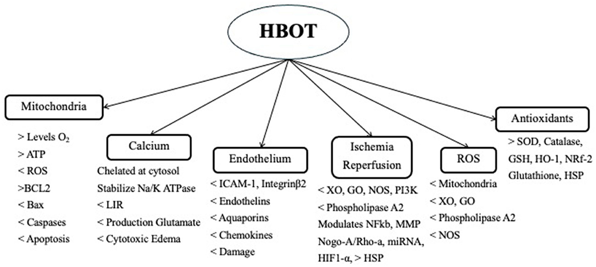 Frontiers | Hypoxic ischemic encephalopathy (HIE)