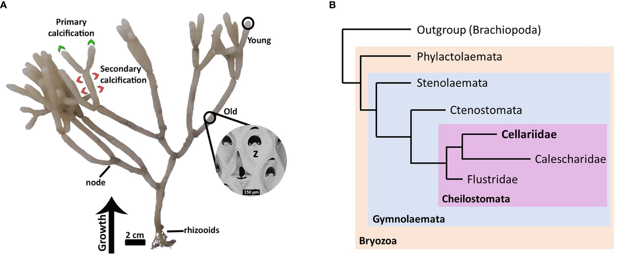 Frontiers | A new transcriptome resource for Cellaria immersa (Phylum ...
