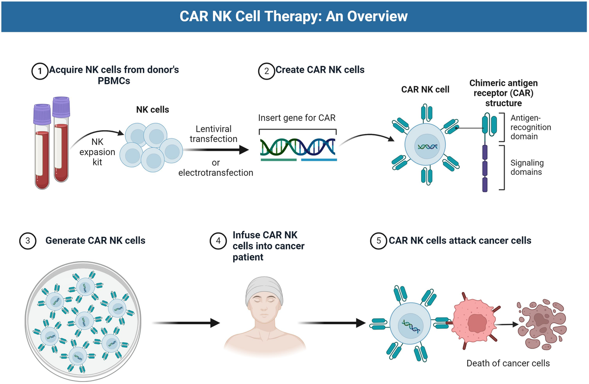 Frontiers | Advances in CAR-NK cell therapy for lung cancer: is it a better choice in the future?