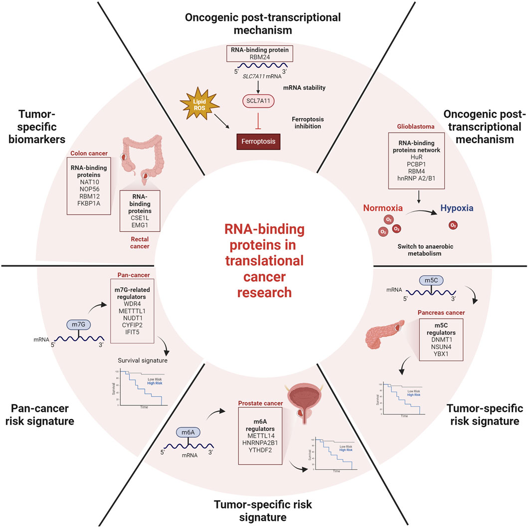 Frontiers | Editorial: RNA-binding proteins in cancer: advances in ...