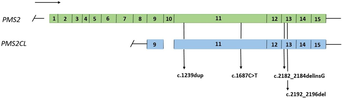 Frontiers | Evaluation of pathogenic variants detected in high homology regions of the PMS2 gene ...