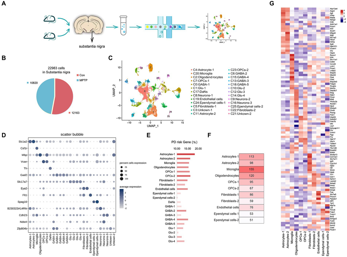 Frontiers | Single-cell sequencing of the substantia nigra reveals ...