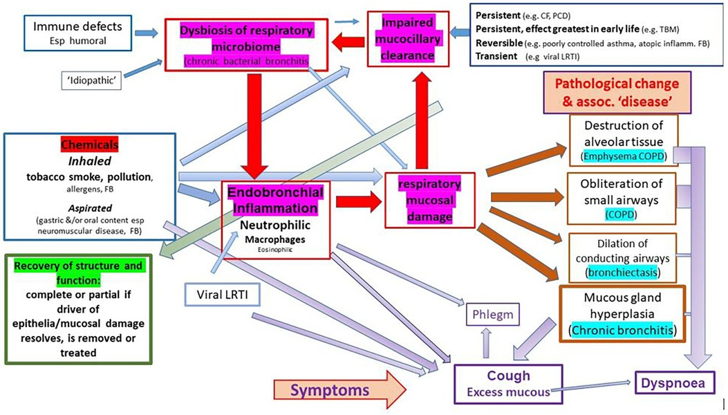 Frontiers | Time to re-set our thinking about airways disease: lessons ...