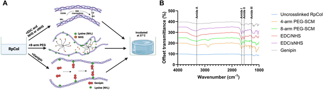 Frontiers | Amine-reactive crosslinking enhances type 0 collagen ...