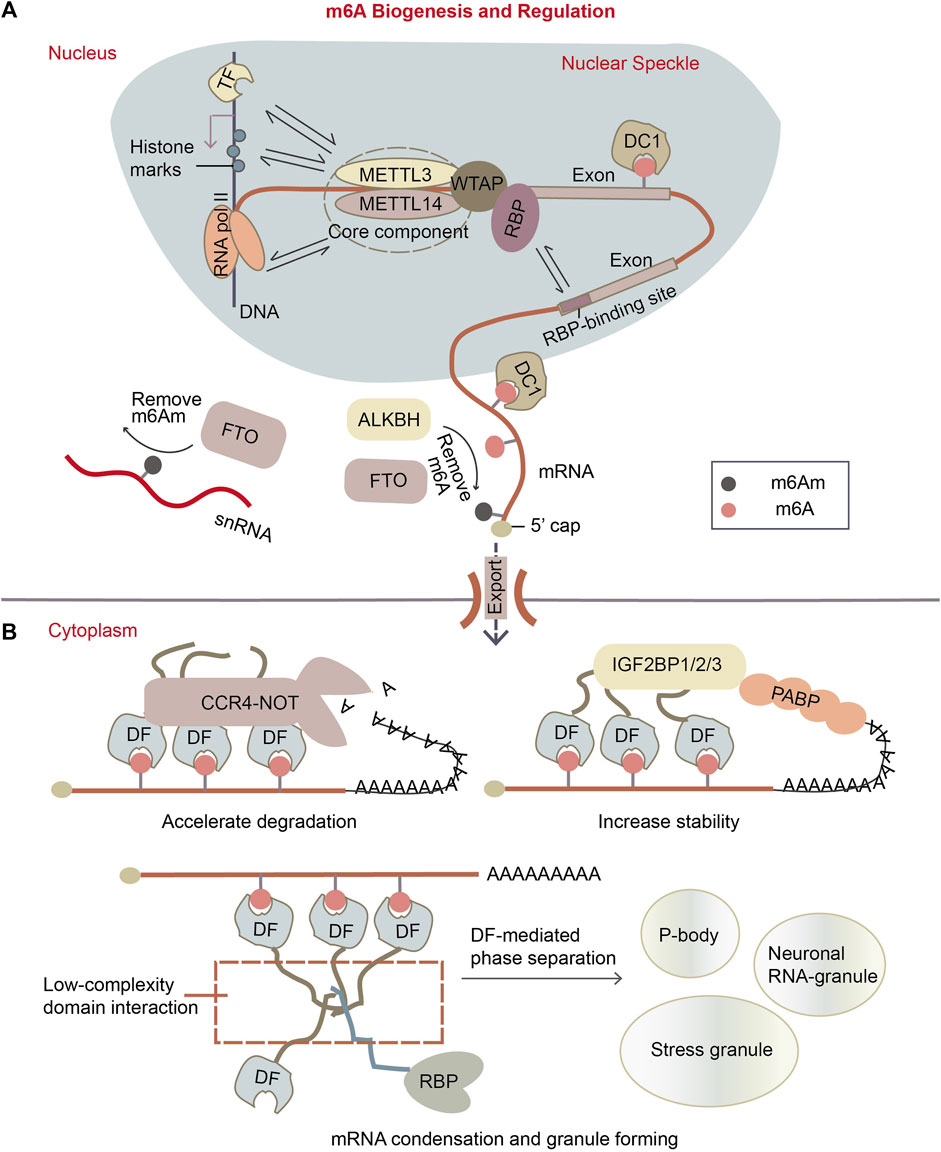 Frontiers | Current progress in strategies to profile transcriptomic ...
