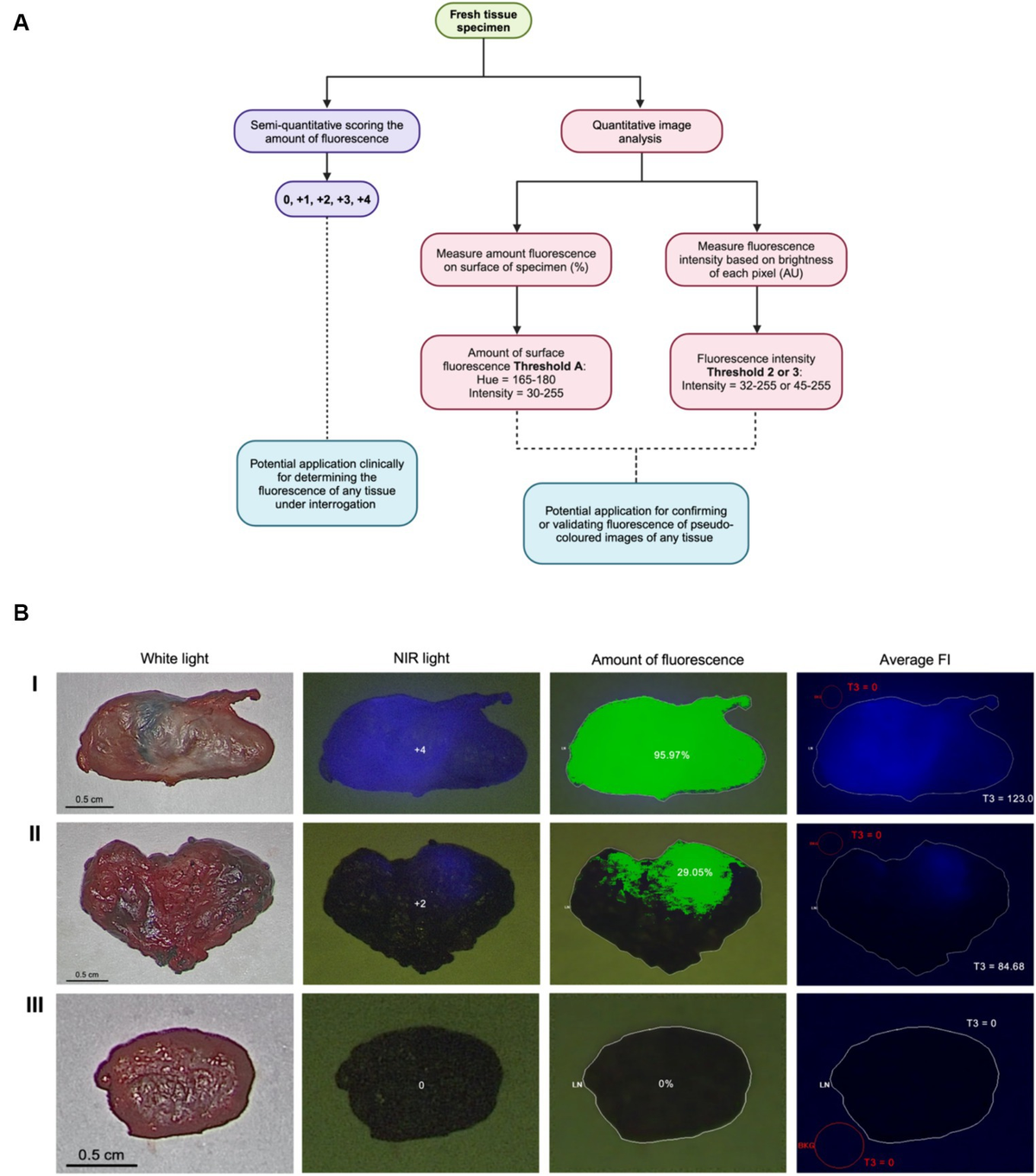 Frontiers | Validation of a semi-quantitative scoring system and ...