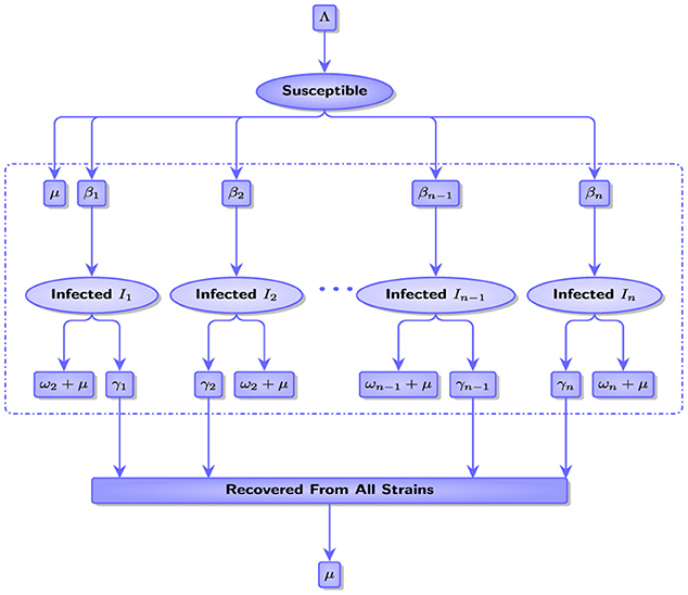 Frontiers | Mathematical modeling and optimal control of multi-strain COVID-19 spread in ...