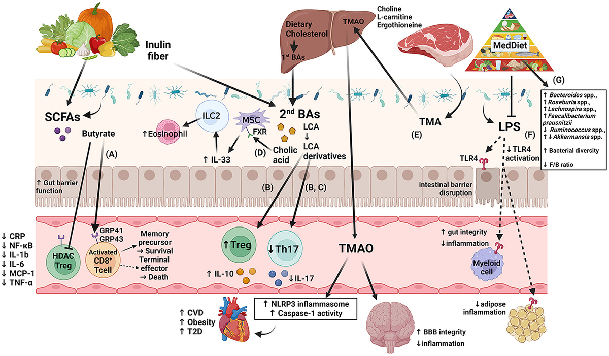 Frontiers | Obesity-associated inflammation countered by a ...