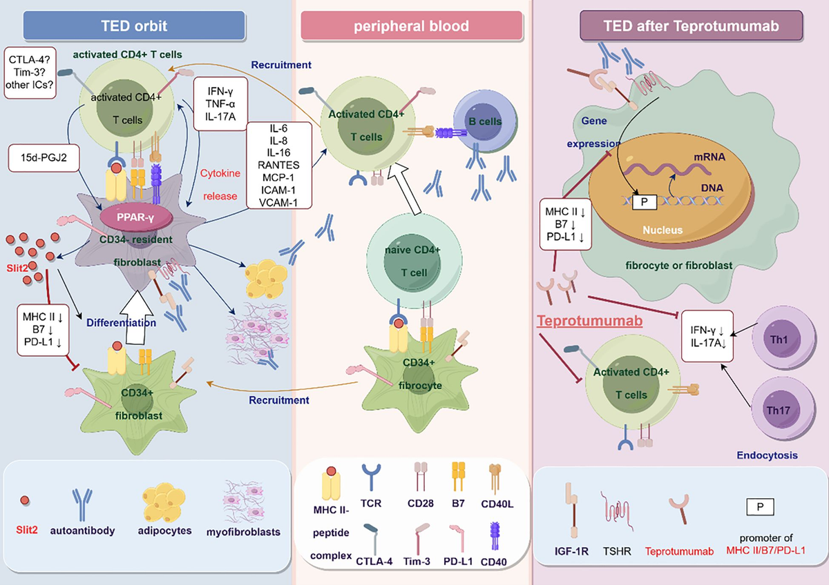 Frontiers | Immune checkpoints: new insights into the pathogenesis of ...