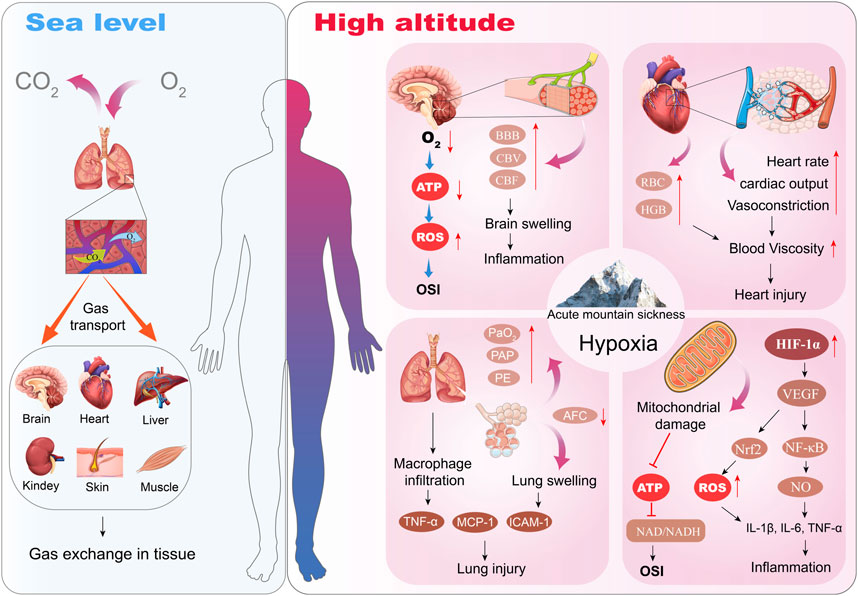Frontiers | Potential therapeutic effects of traditional Chinese ...