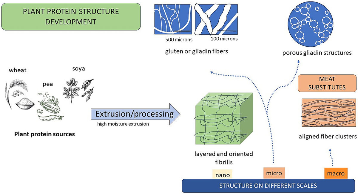 Frontiers | Alien introgression to wheat for food security: functional ...