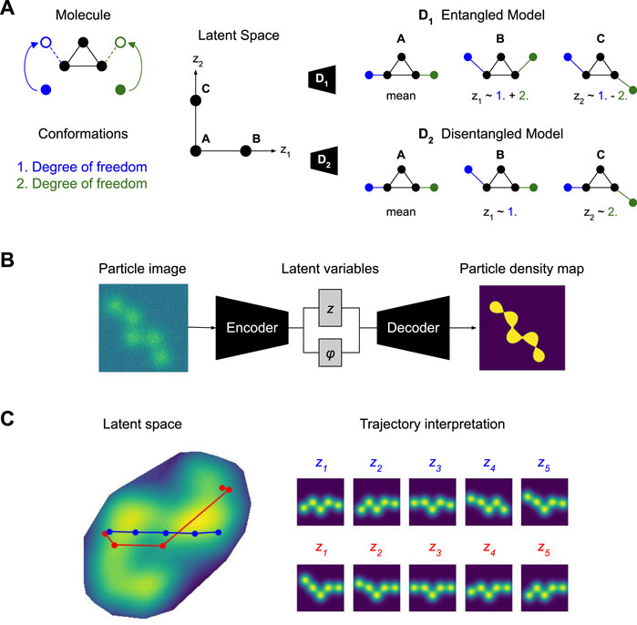 Frontiers | Towards interpretable Cryo-EM: disentangling latent spaces of molecular conformations