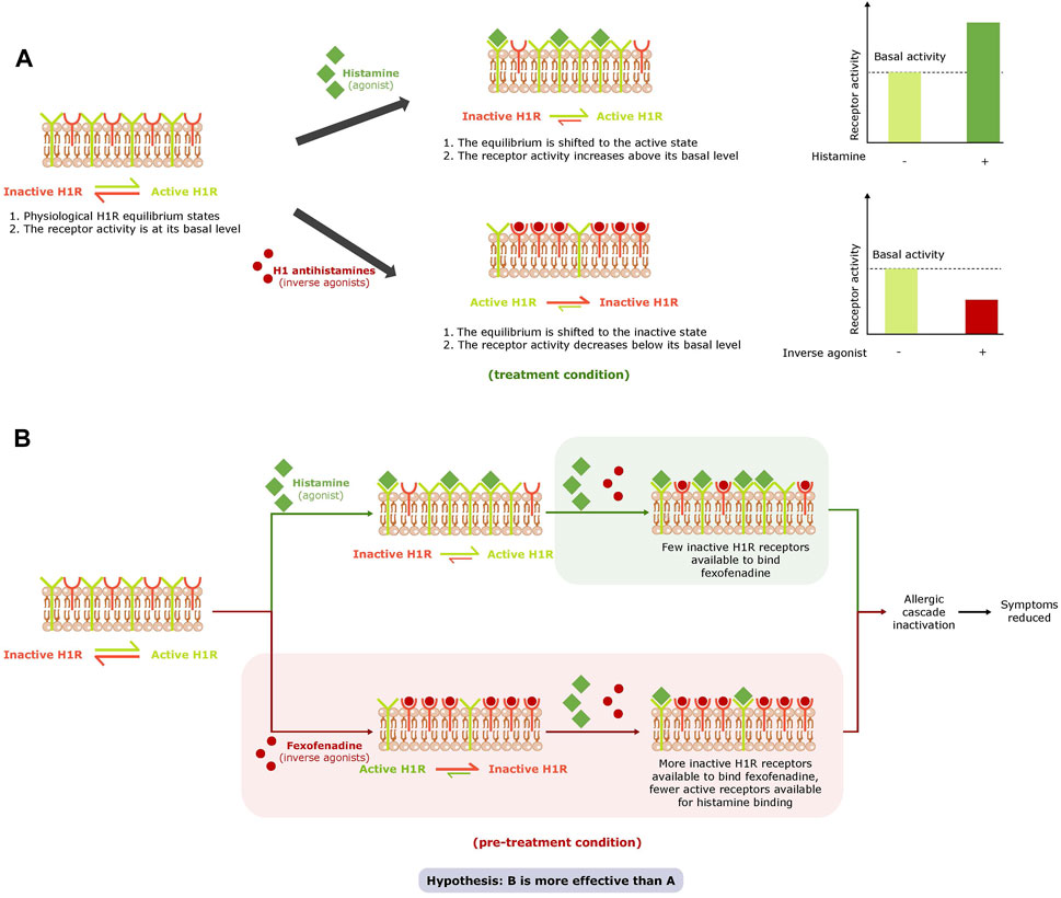 Frontiers | Establishment of a human nasal epithelium model of ...