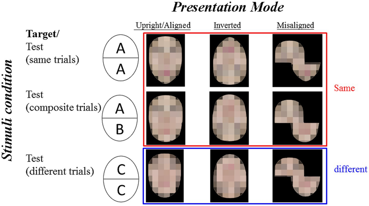 Frontiers | Autistic adults exhibit holistic face processing: evidence from inversion and ...