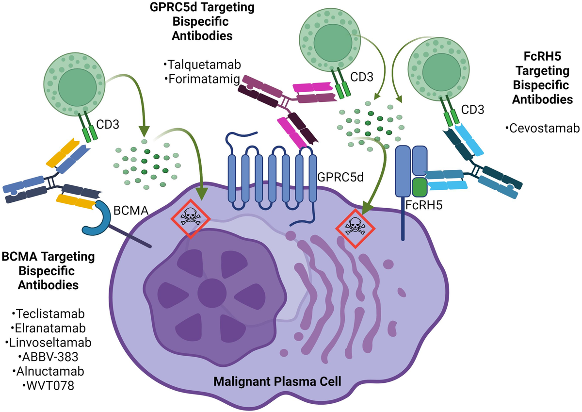 Frontiers | Bispecific antibodies for the treatment of relapsed ...