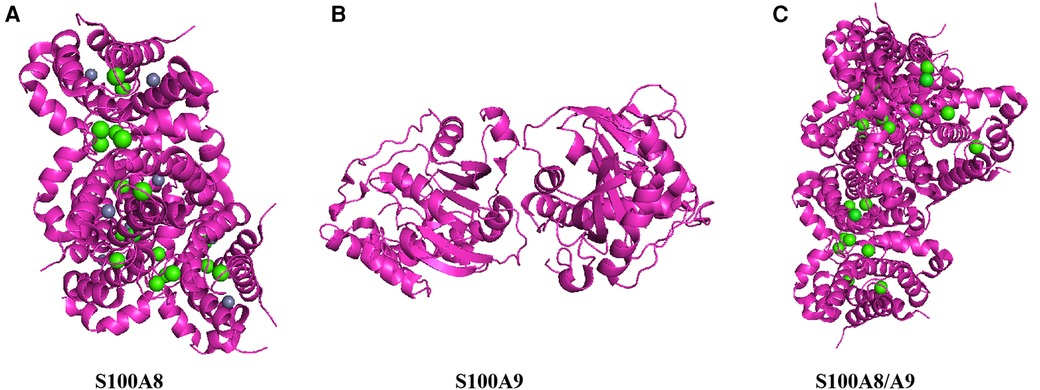 Frontiers | S100a8/A9 proteins: critical regulators of inflammation in ...