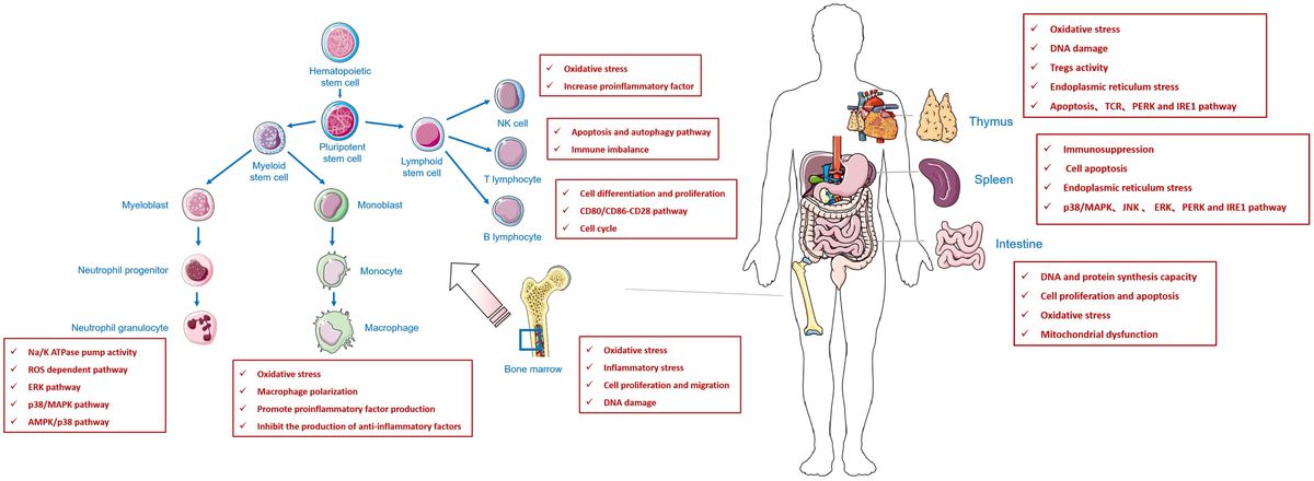 Frontiers | Progress in research on the role of fluoride in immune damage