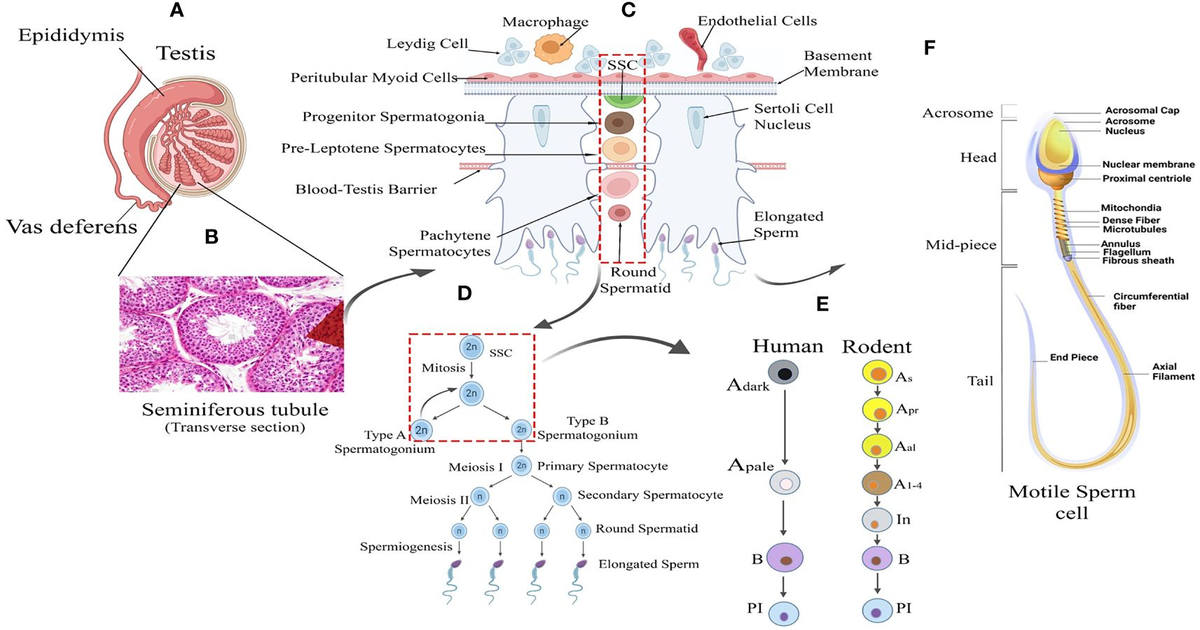 Frontiers Understanding Testicular Single Cell Transcriptional Atlas