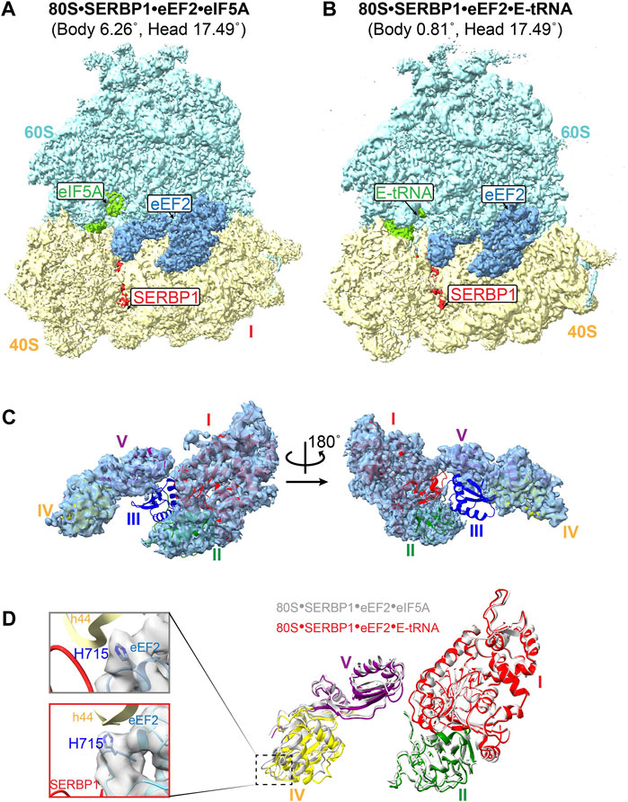 Frontiers | Implication of Stm1 in the protection of eIF5A, eEF2 and ...
